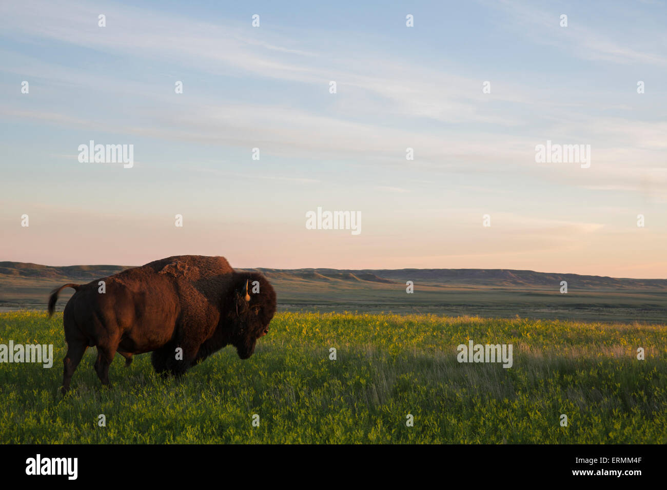 Bison at sunset, Grasslands National Park; Saskatchewan, Canada Stock ...