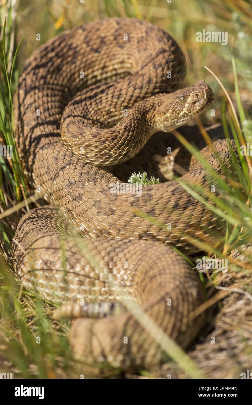 Prairie rattlesnake (Crotalus viridis); Alberta, Canada Stock Photo - Alamy