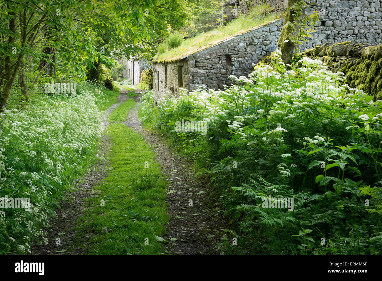 Leafy lane at Arncliffe village in Littondale, The Yorkshire Dales ...