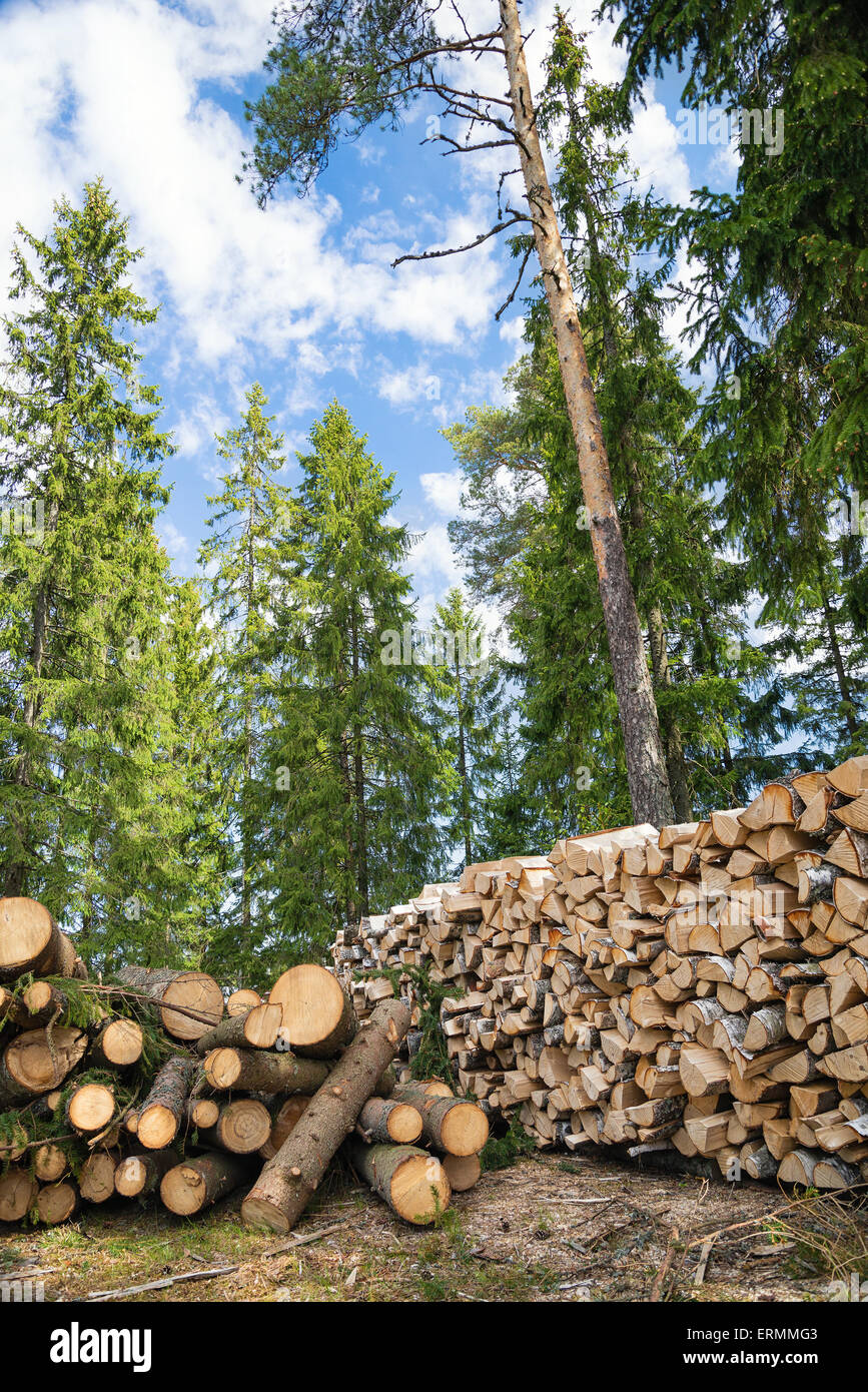 Pile of timber logs against tall trees in forest Stock Photo - Alamy