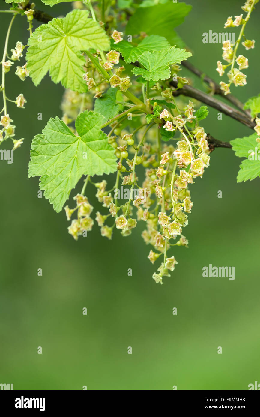 Closeup of blackcurrant (Ribes nigrum) flowering shrub in spring Stock ...