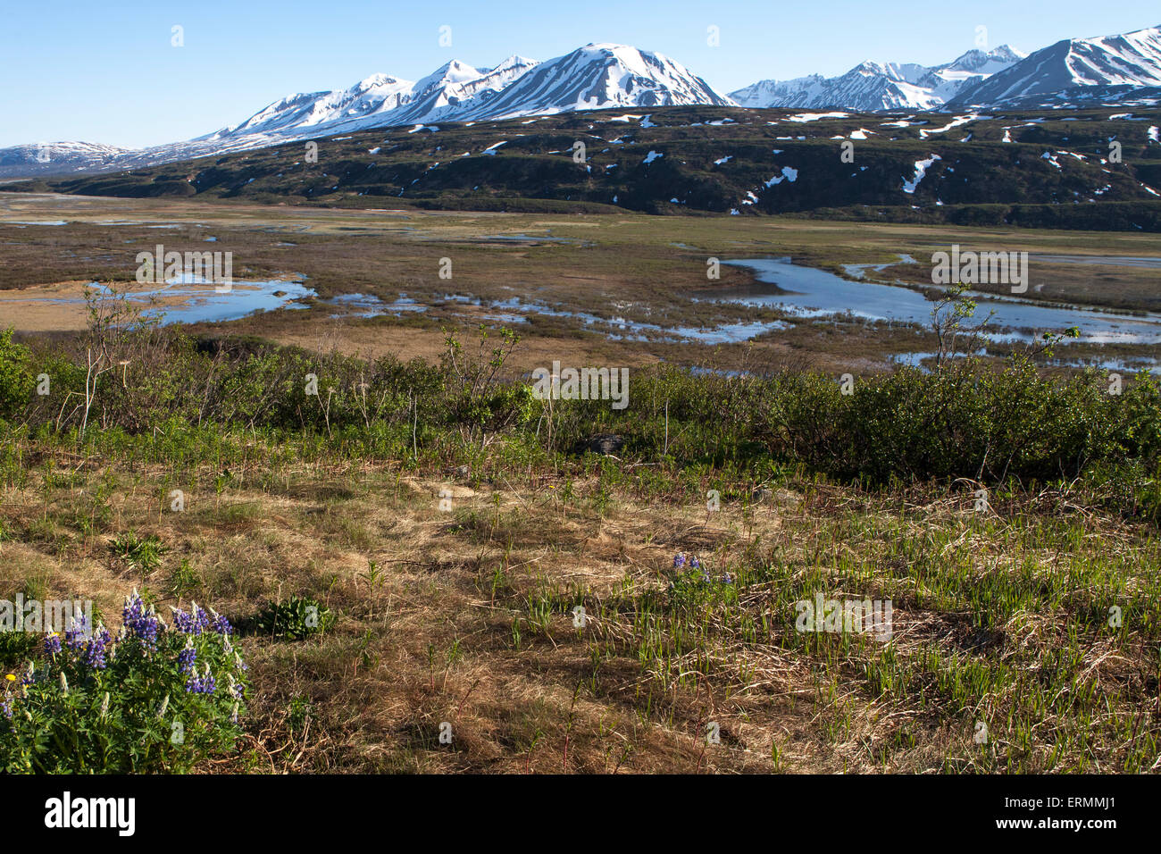 Arctic Tundra Spring