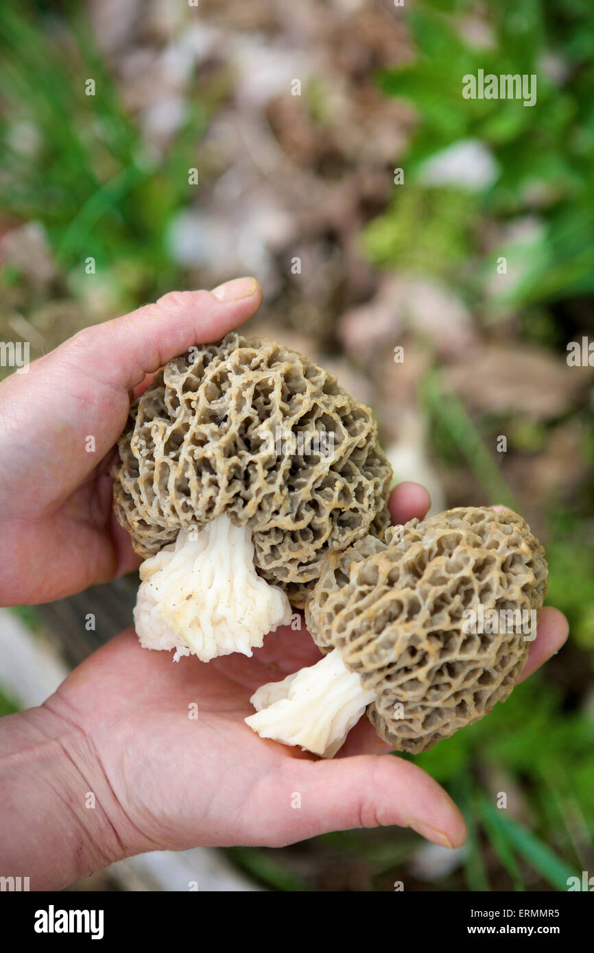 Morel mushrooms; Black River, Ontario, Canada Stock Photo - Alamy