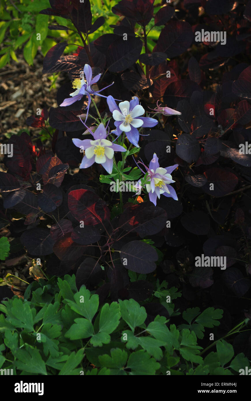 Yellow inside the flower hi-res stock photography and images - Alamy