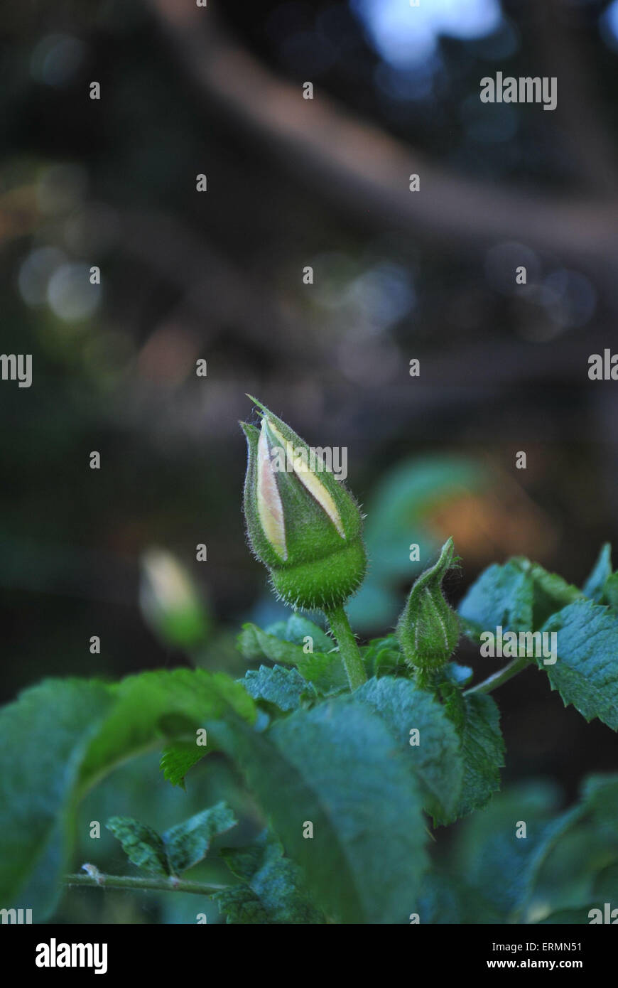 Bud rose flower hi-res stock photography and images - Alamy