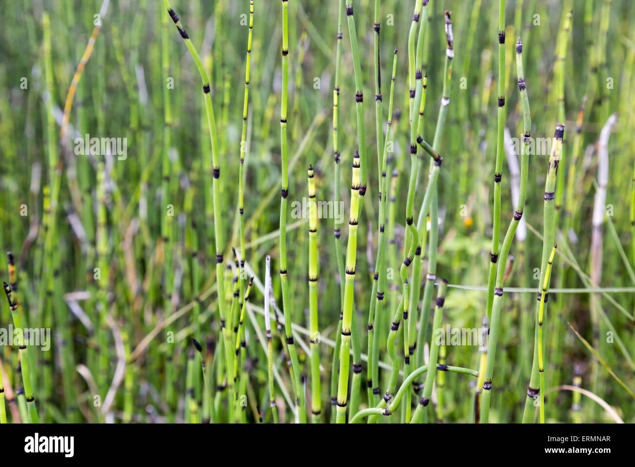 Equisetum Giganteum