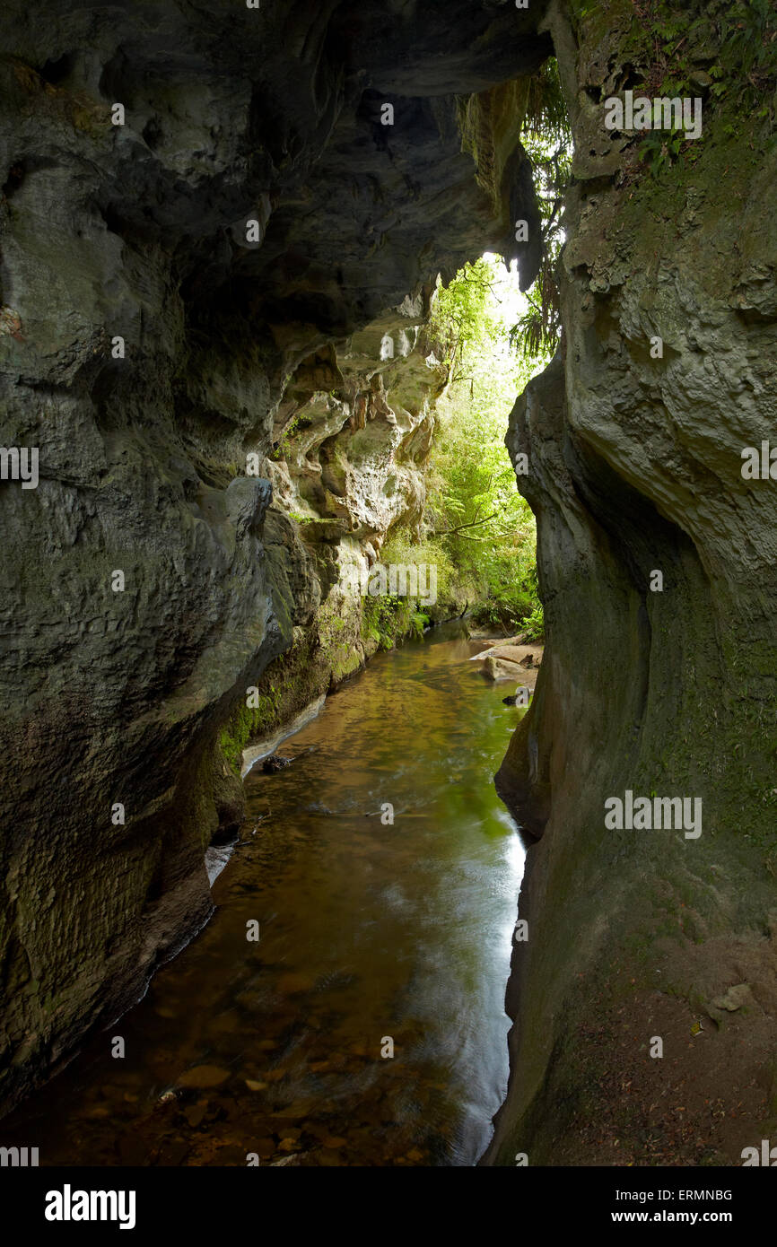 Mangapohue Natural Bridge, Waitomo District, Waikato, North Island, New ...