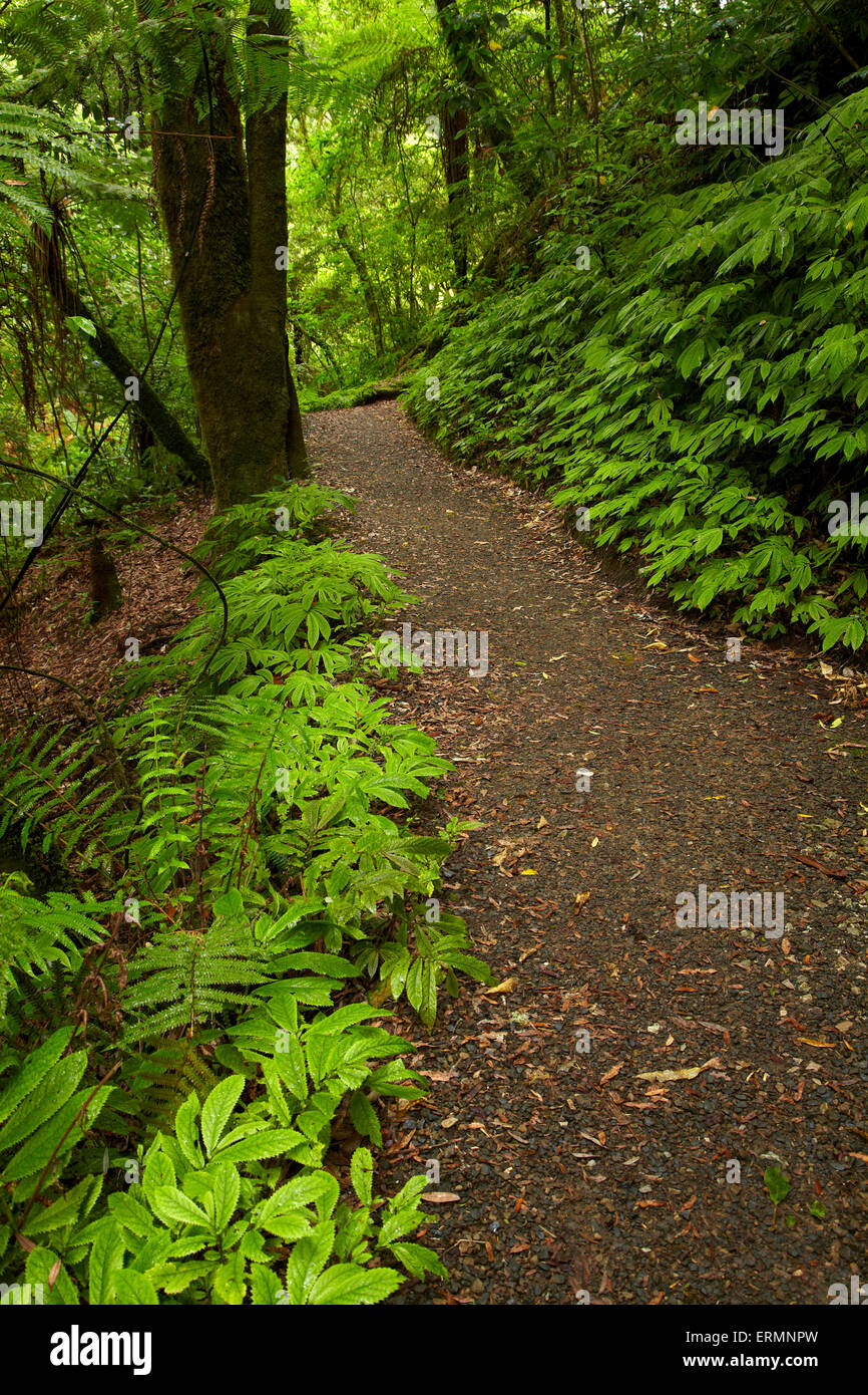 Track to Mangapohue Natural Bridge, Waitomo District, Waikato, North ...
