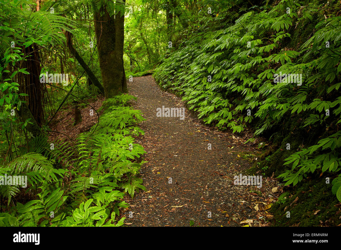 Track to Mangapohue Natural Bridge, Waitomo District, Waikato, North ...