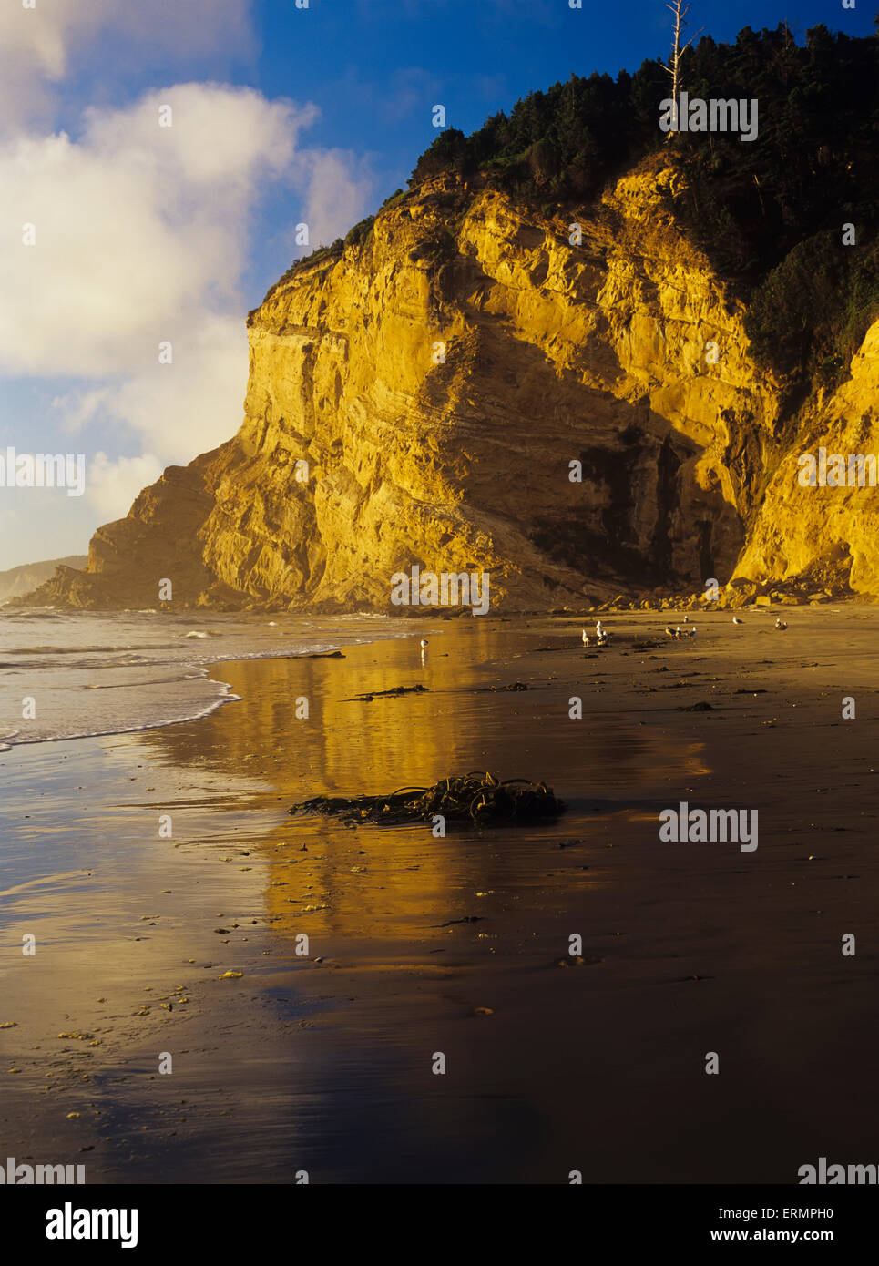 Cliffs along the Oregon coast; Oregon, United States of America Stock ...