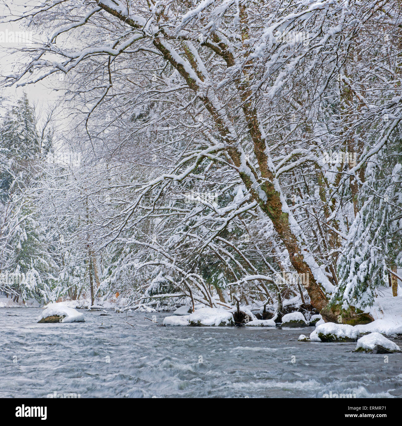 Water flowing in a river with snow covered shoreline; Fulford, Quebec ...