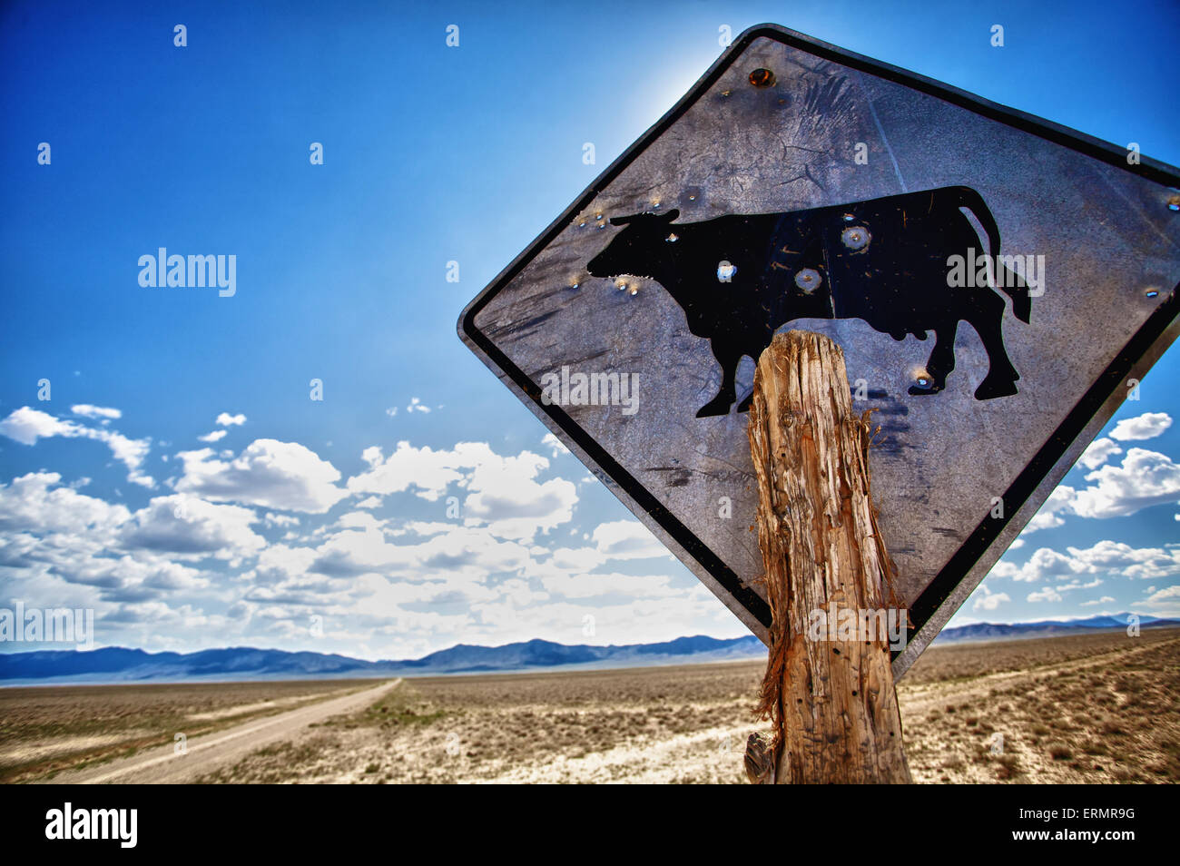 Bullet hole through sign of a cow; Nevada, United States of America ...