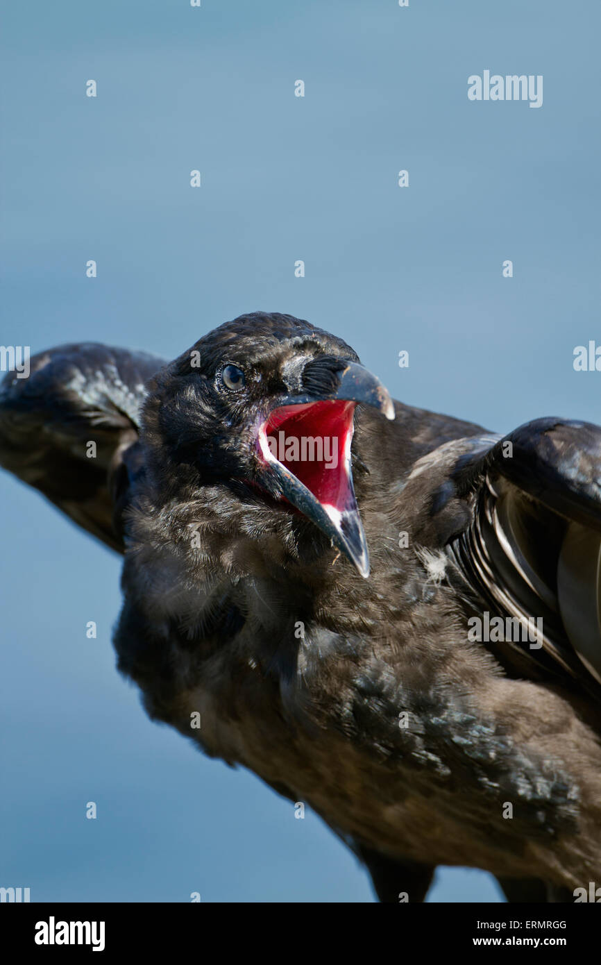 Alaska Common Raven Bird High Resolution Stock Photography and Images ...