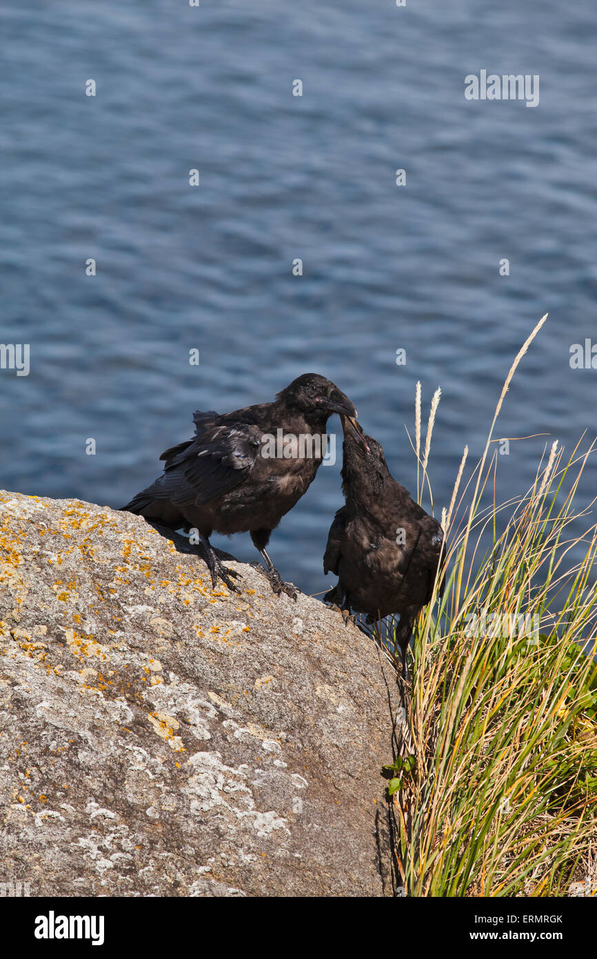USA,Mating,Wild,Common Raven,Round Island Stock Photo - Alamy