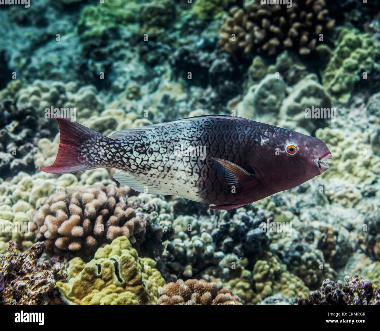A female Redlip Parrotfish (Scarus rubroviolaceus) revealing her coral ...