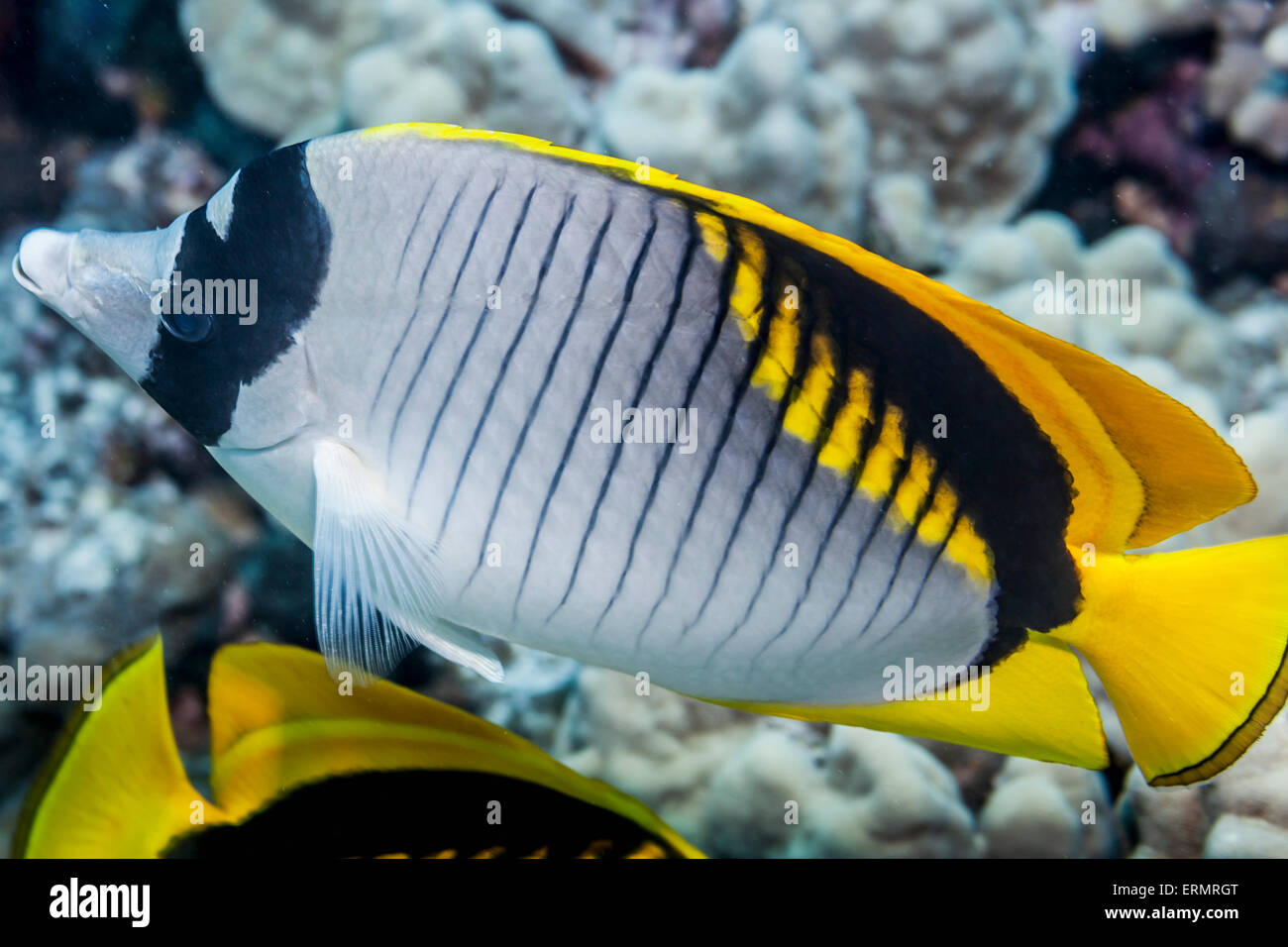 Spot-nape Butterflyfish (Chaetodon oxycephalus); Kona, Island of Hawaii ...