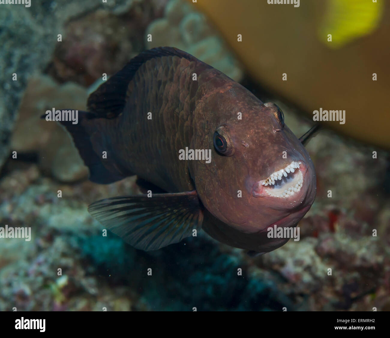 Regal parrotfish hi-res stock photography and images - Alamy