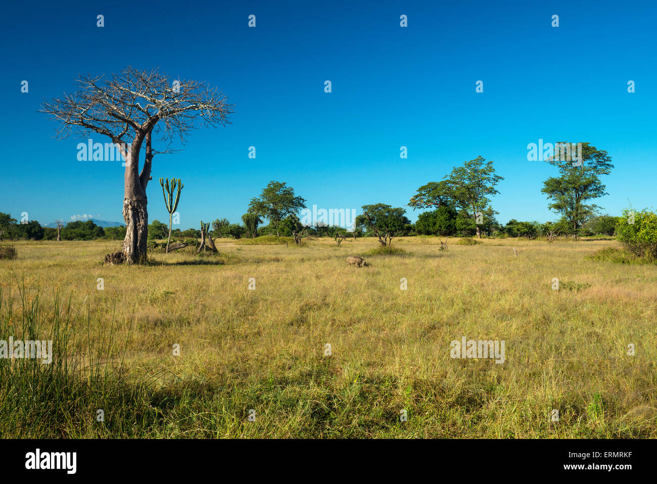 Warthog (Phacochoerus africanus) grazing near small baobab tree ...