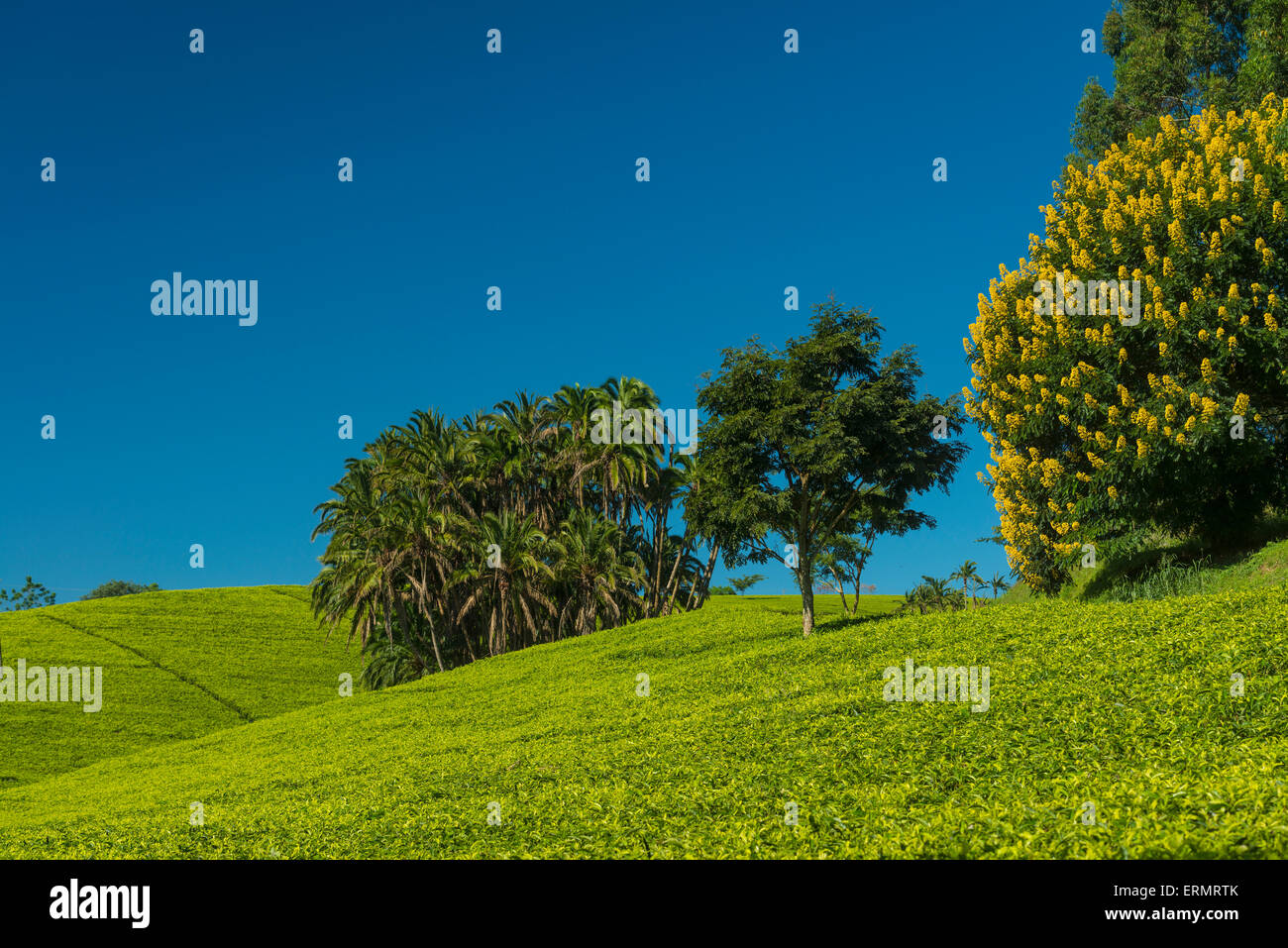 Satemwa tea estate hi-res stock photography and images - Alamy