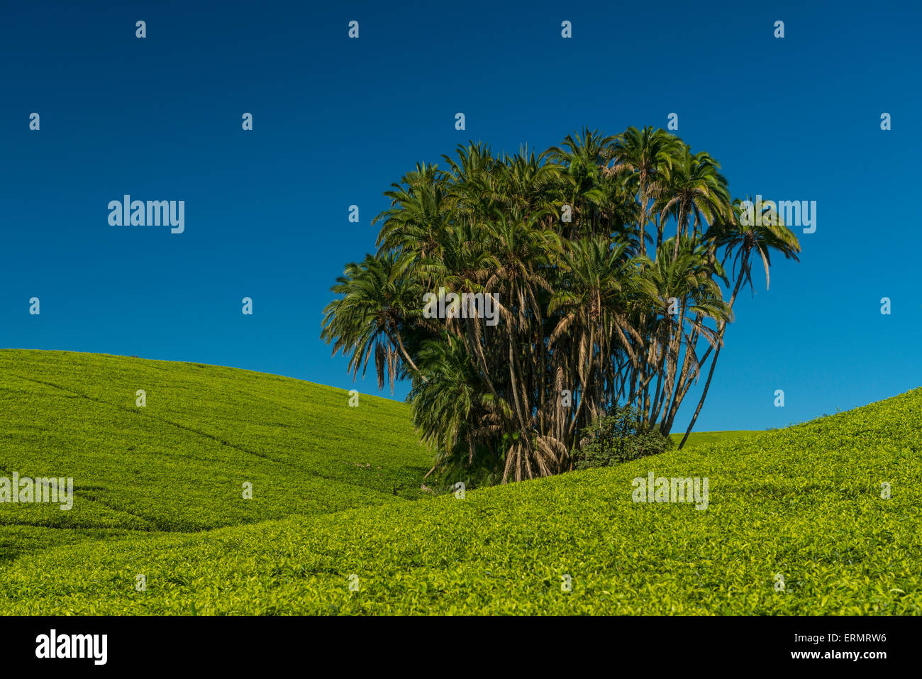 Collection of palm trees amongst hills covered in tea bushes, Satemwa ...