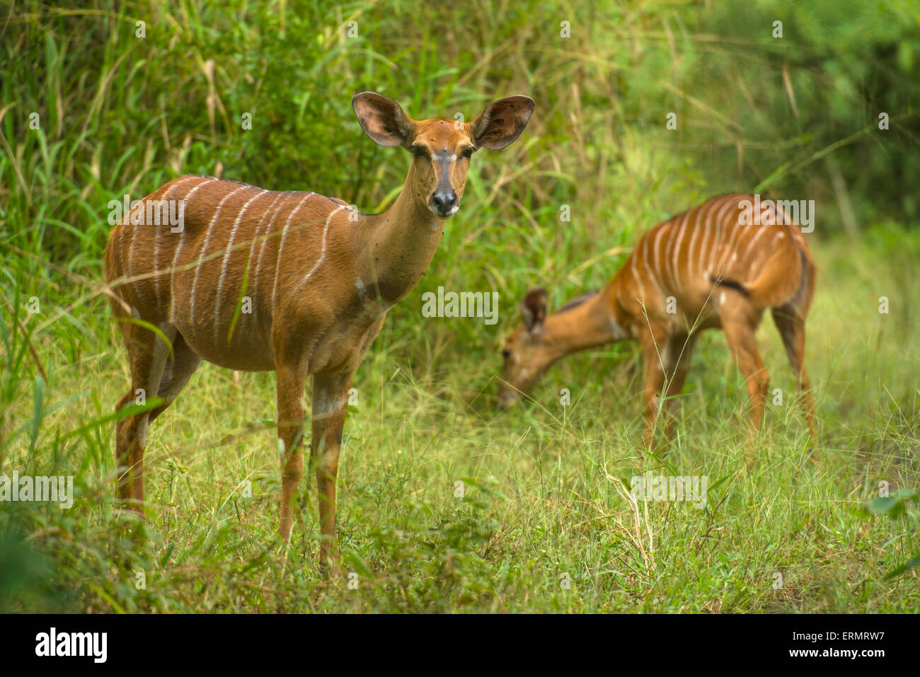 Female Nyala antelope, Nyala Wildlife Park, near Chikwawa; Malawi Stock ...