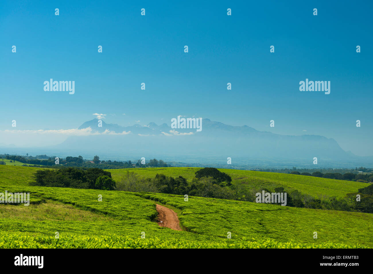 Looking across fields of tea bushes on tea estate with Mount Mulanje in ...