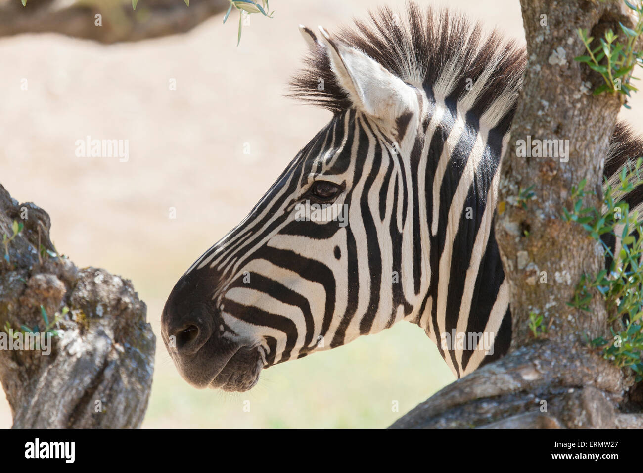 a portrait of a beautiful and wild zebra Stock Photo - Alamy