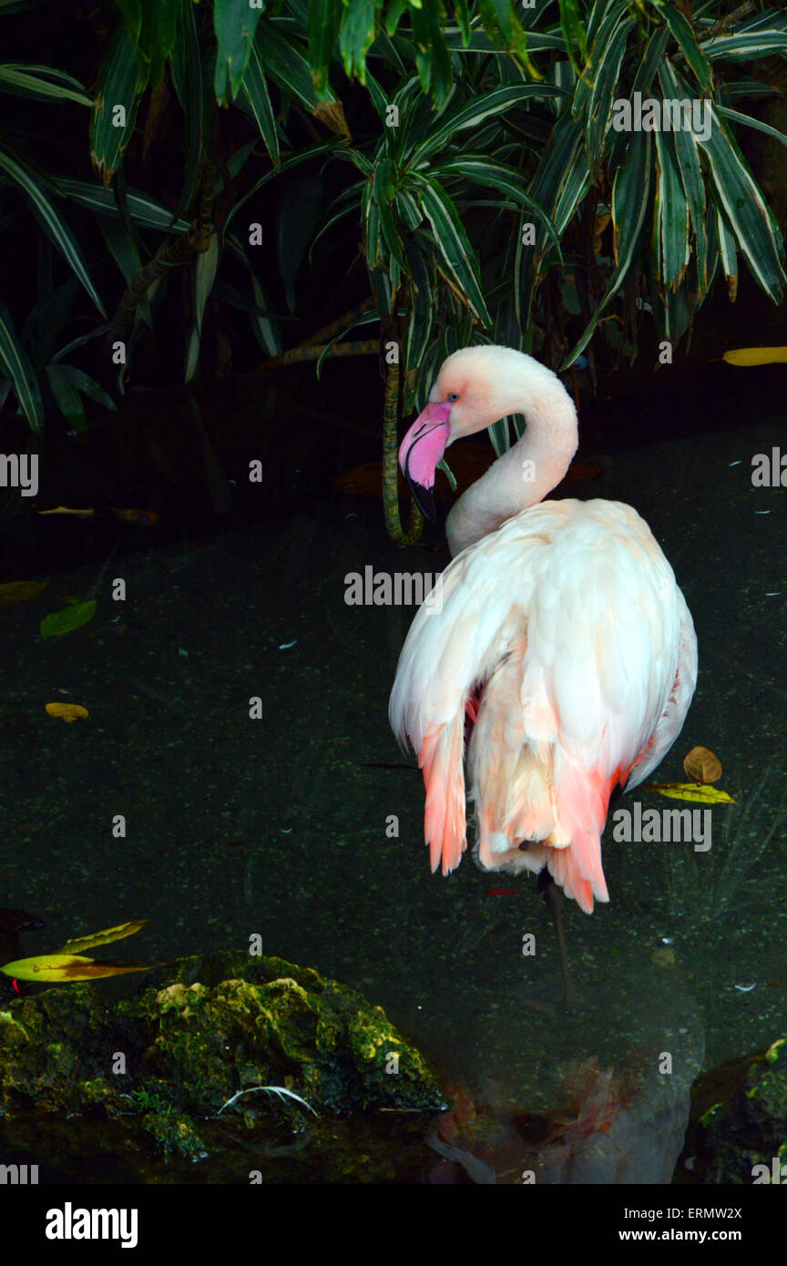 Flamingo in the water with koi fish Stock Photo - Alamy