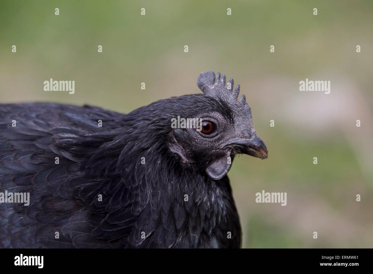 Portrait of Ayam Cemani hen Stock Photo - Alamy