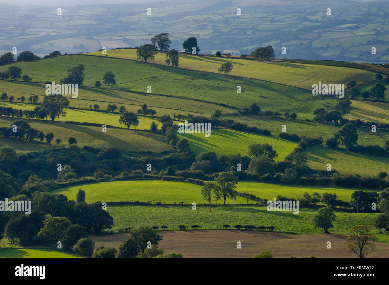 Lush green grass fields and trees on a rolling hills landscape; Powys ...