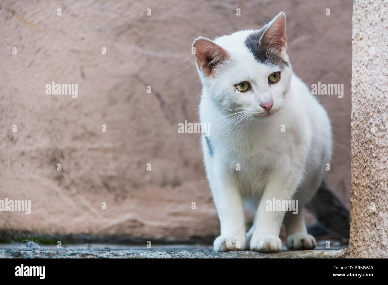 A white cat stands on a ledge; Paphos, Cyprus Stock Photo - Alamy