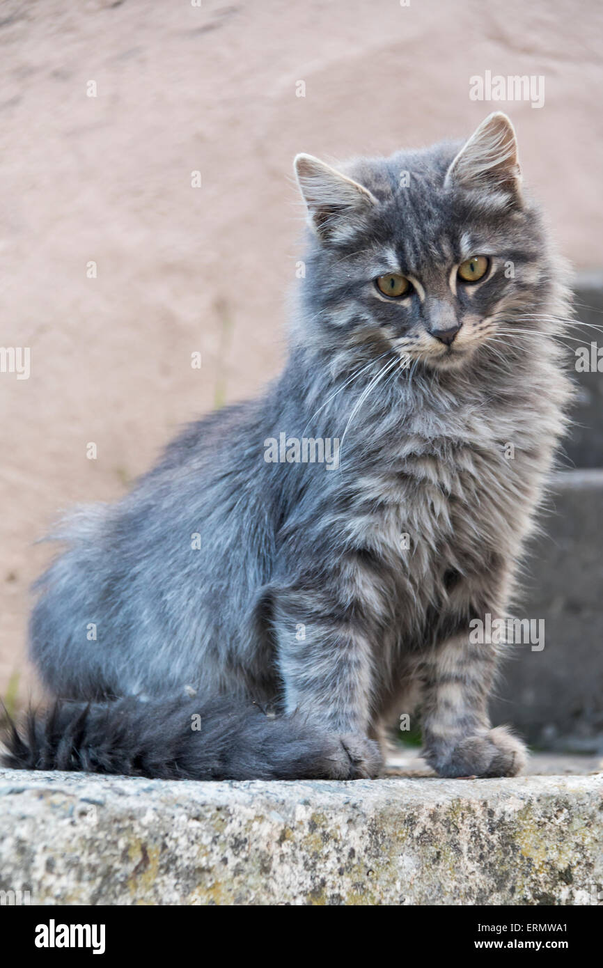 Portrait of a grey cat stands on a step; Paphos, Cyprus Stock Photo - Alamy