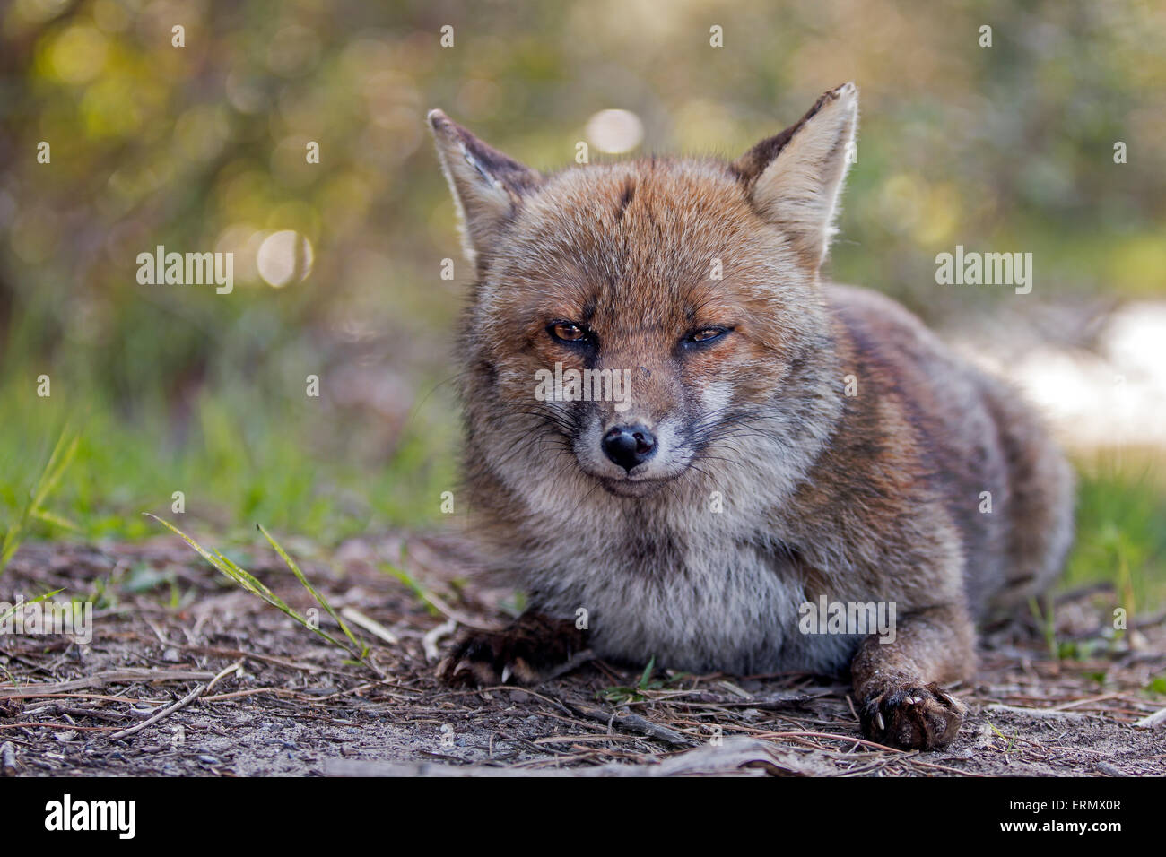 Red Fox (Vulpes vulpes), Maremma Natural Park, Tuscany, Italy Stock ...