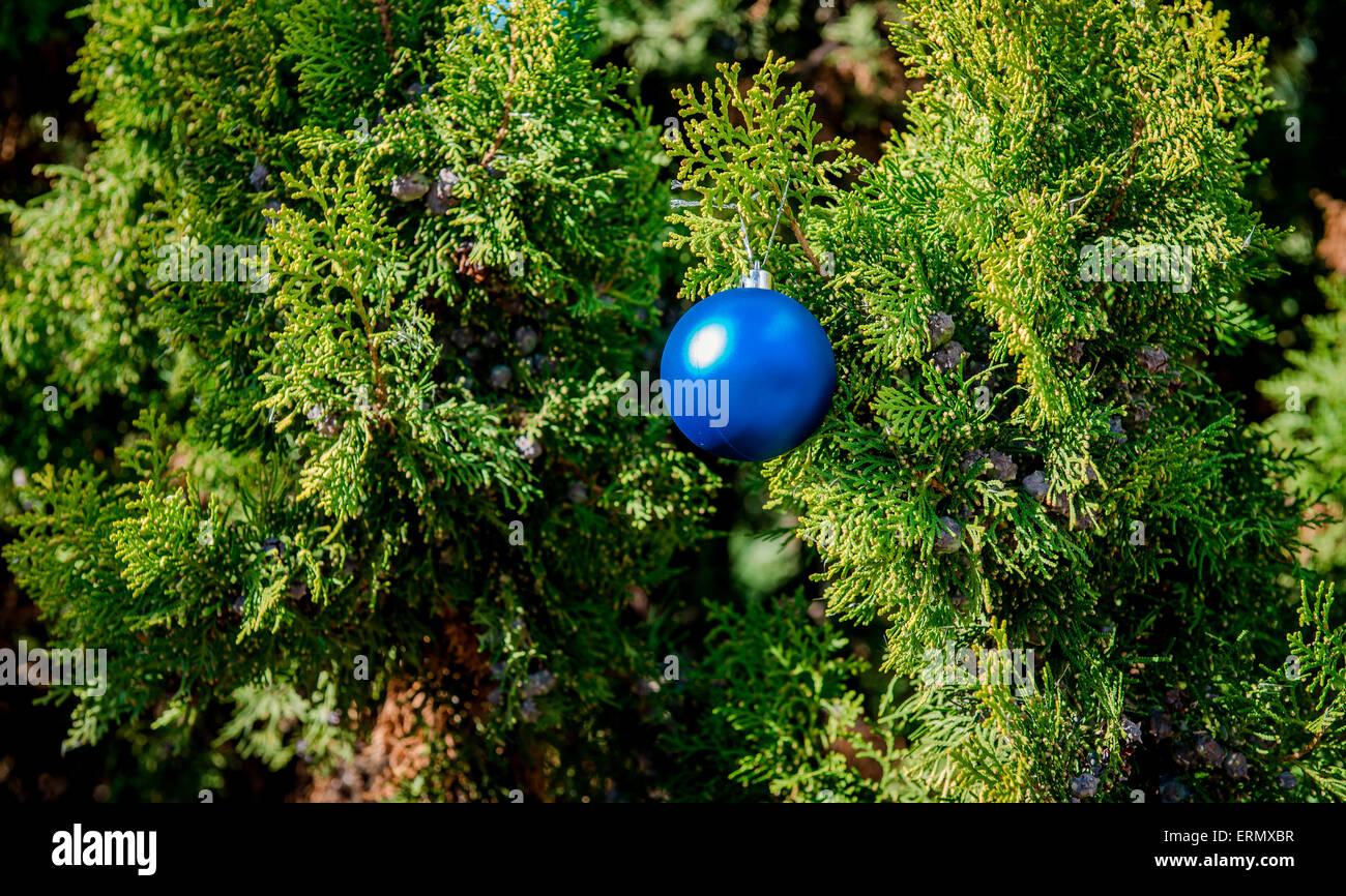 Blue ball hanging on the pine twig Stock Photo - Alamy
