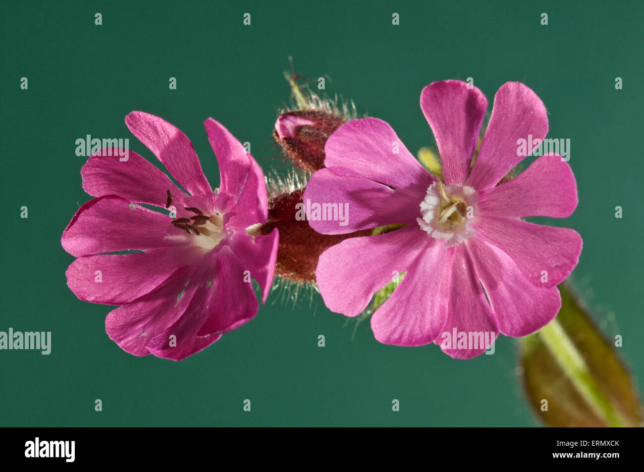 Catchflies hi-res stock photography and images - Alamy