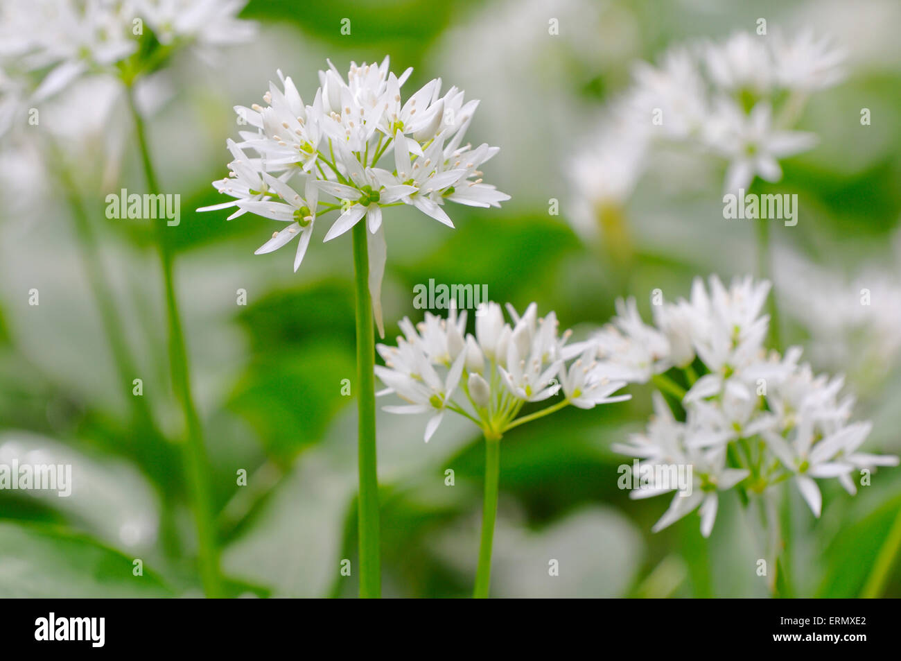Wild garlic (Allium ursinum) flowers, North Rhine-Westphalia, Germany ...