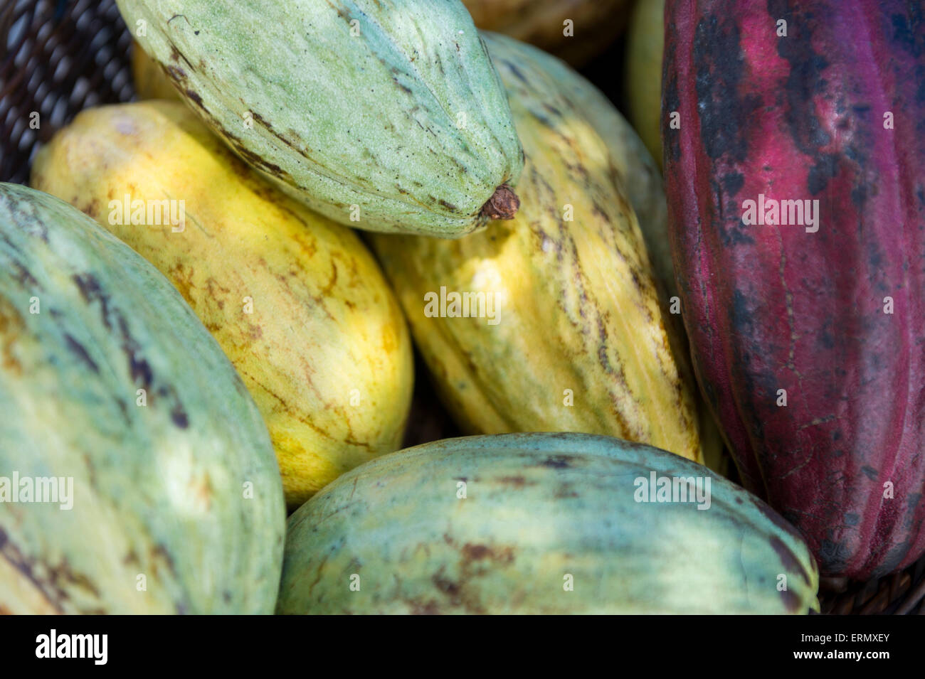 Red cacau fruit hi-res stock photography and images - Alamy