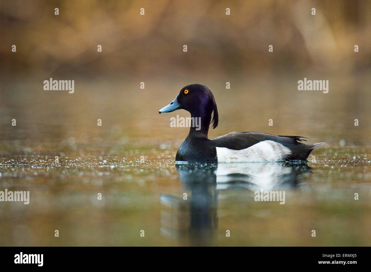 Tufted Duck (Aythya fuligula), drake, Lake Lucerne, Canton of Lucerne ...
