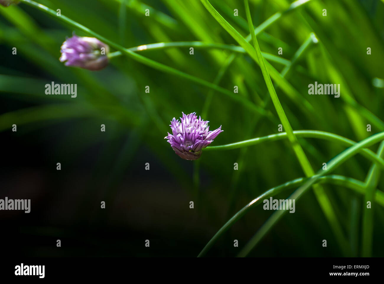 Chive flowers opening in sunlight Stock Photo - Alamy