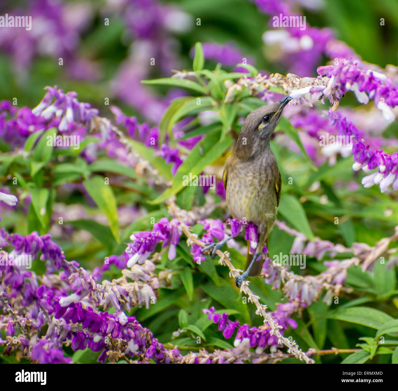 Brown honeyeater feeding hi-res stock photography and images - Alamy