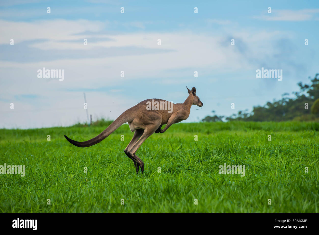 Hopping in hi-res stock photography and images - Alamy