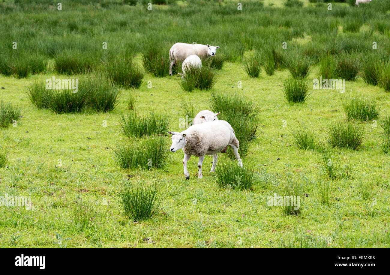 Green grass and sheep hi-res stock photography and images - Alamy