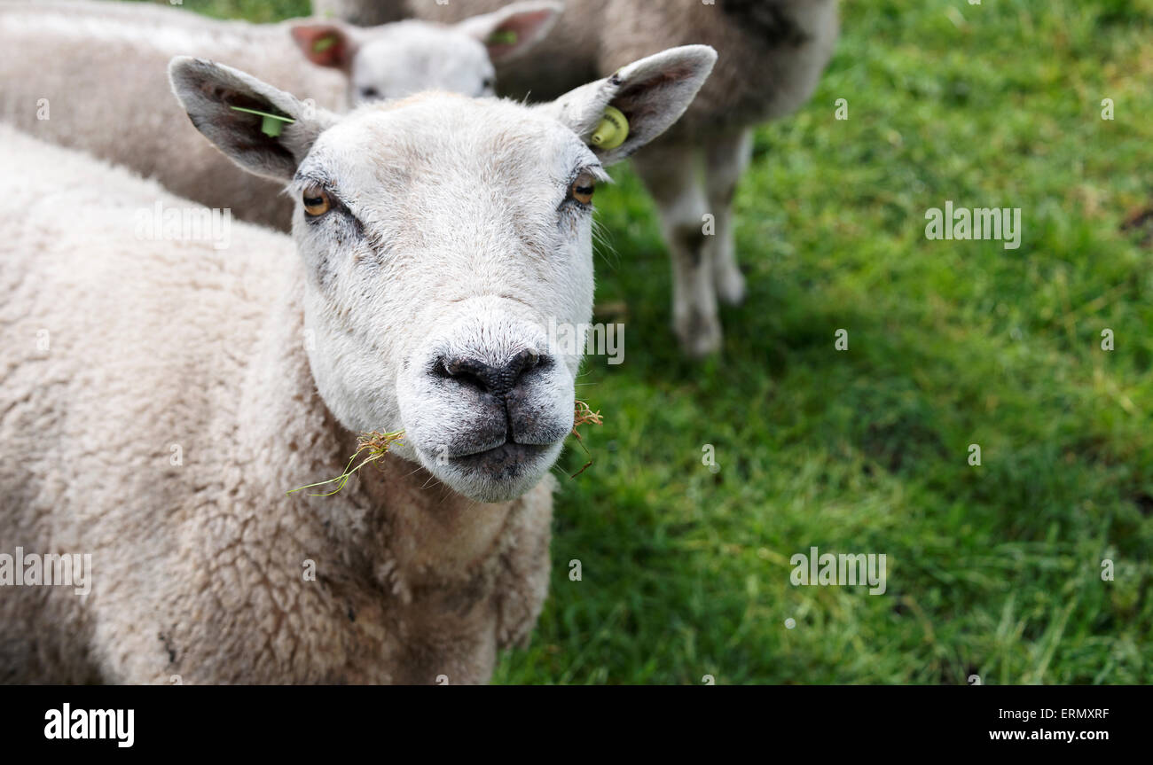 Close sheep hi-res stock photography and images - Alamy