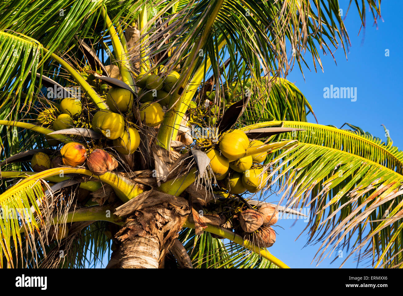 Close up of coconut tree with blue sky; Akumal, Quintana Roo, Mexico ...
