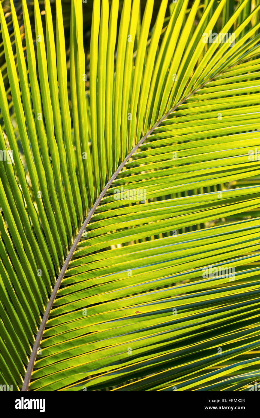 Close up of a palm tree branch glowing from the sunlight; Akumal ...