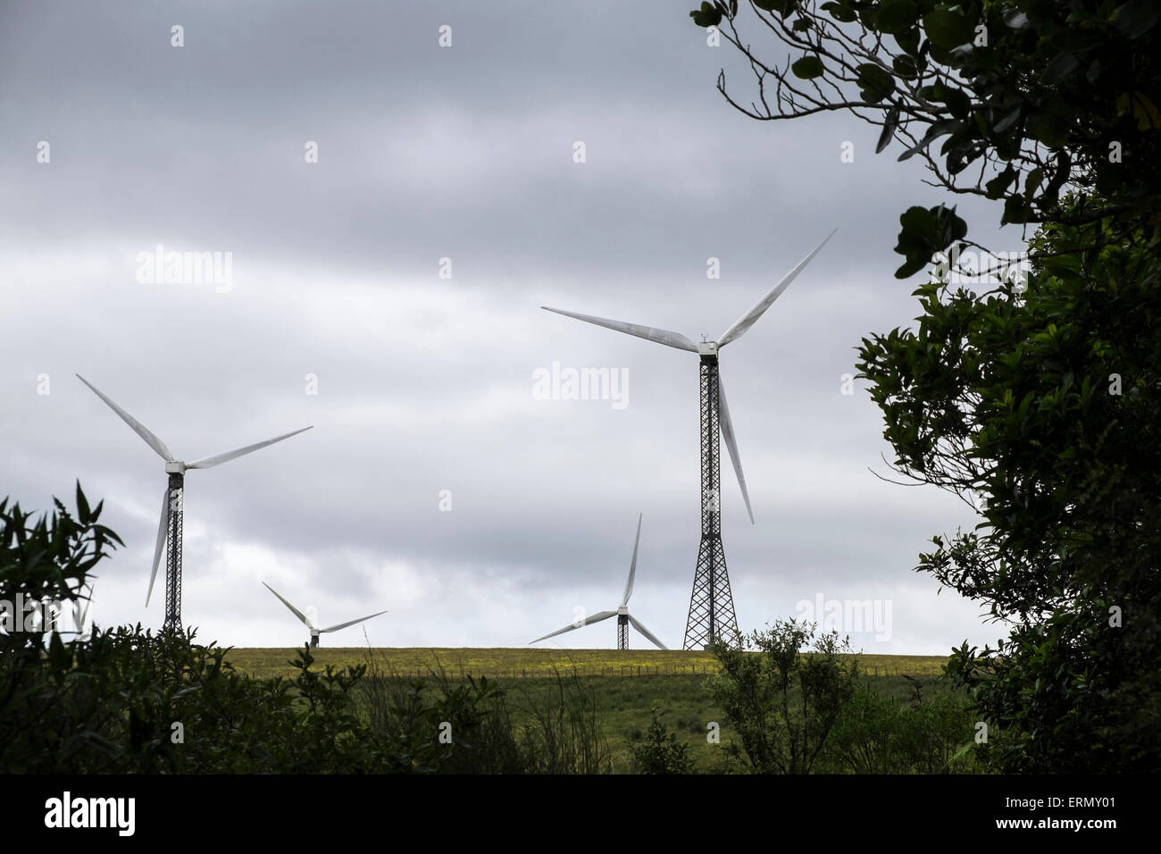 Turbines generating electricity at the Meridian Energy windfarm in Te ...