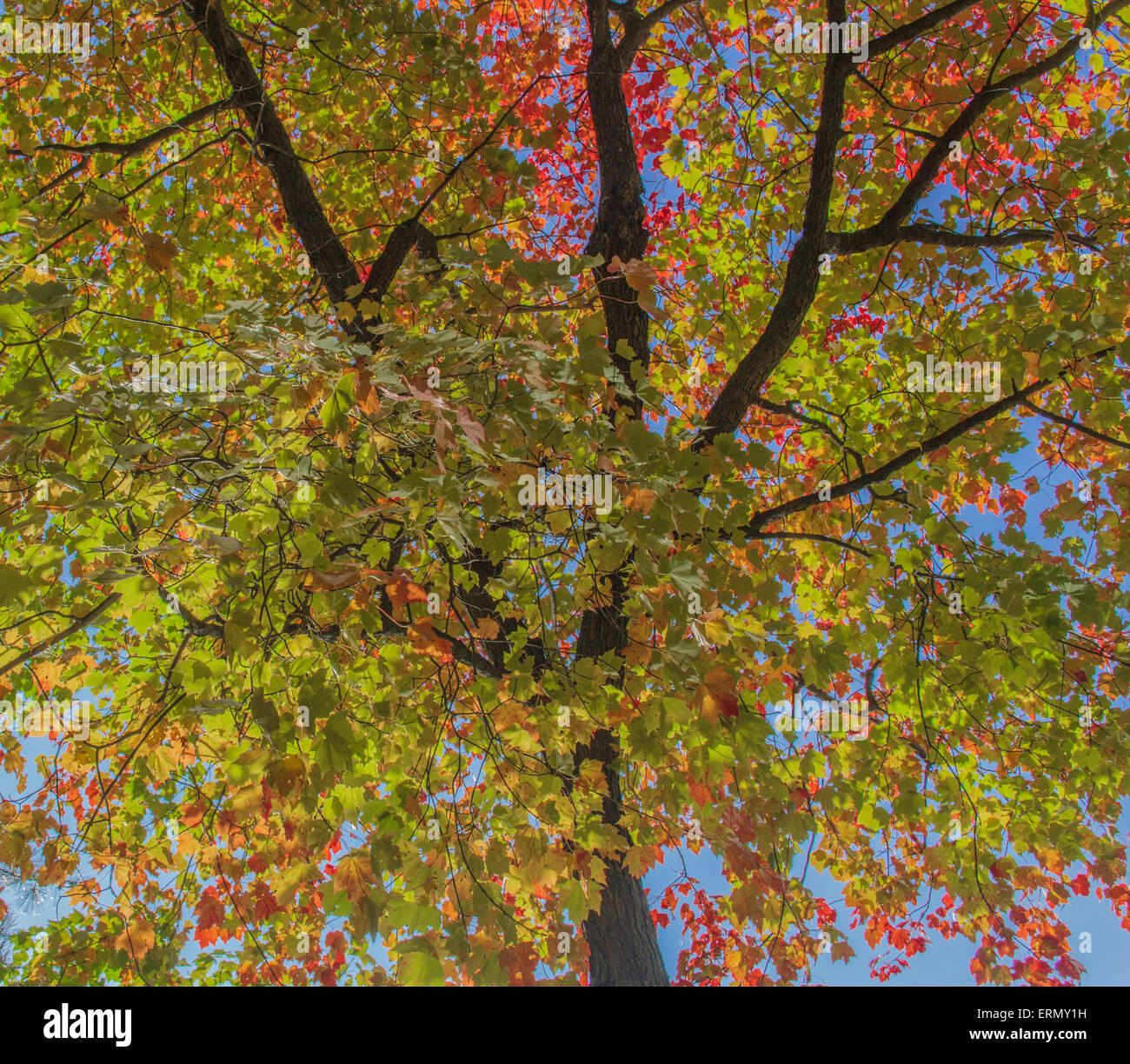 Leaves on a mature maple tree beginning to change colour in late summer ...