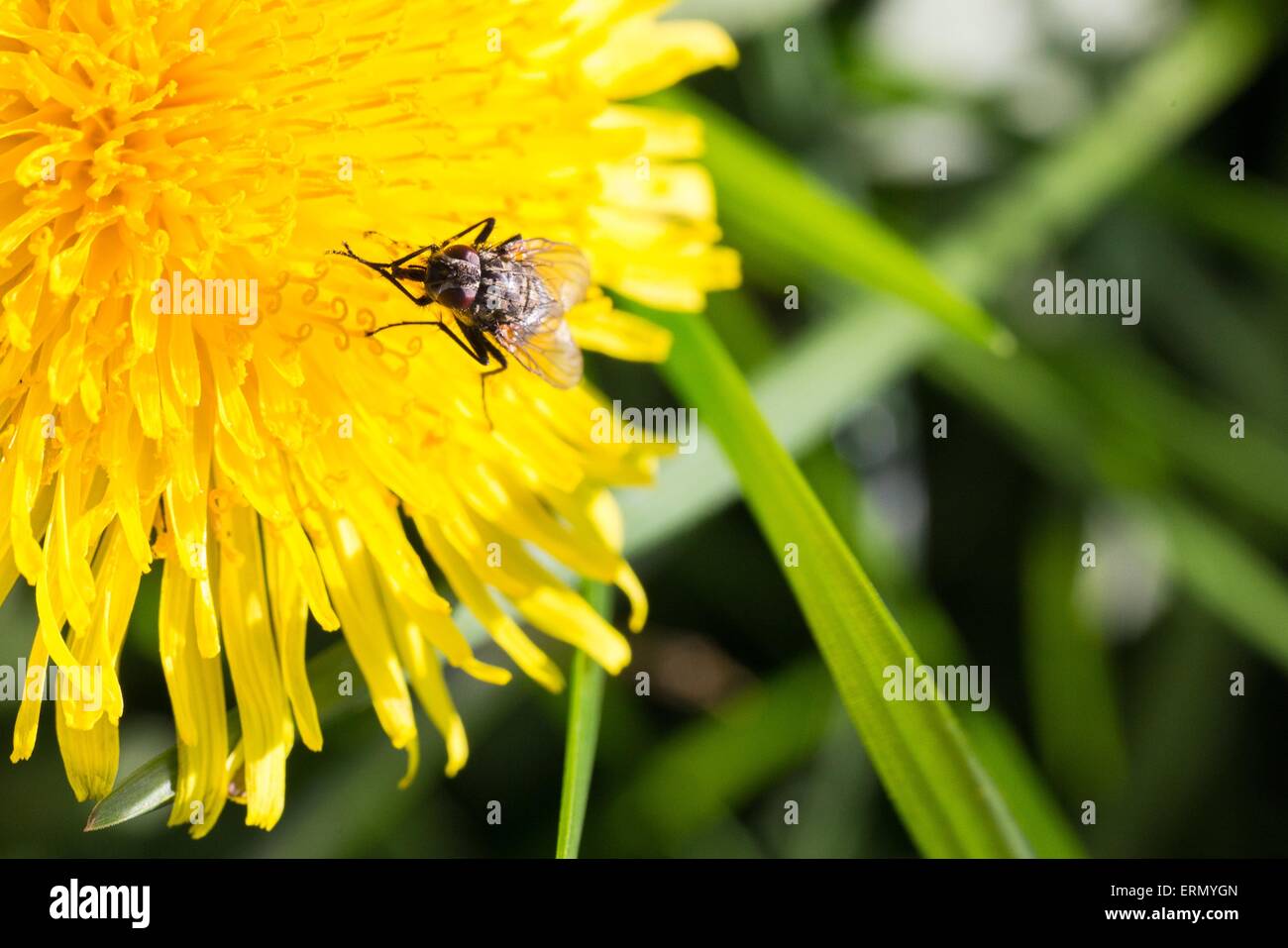 Fly eating plant hi-res stock photography and images - Alamy