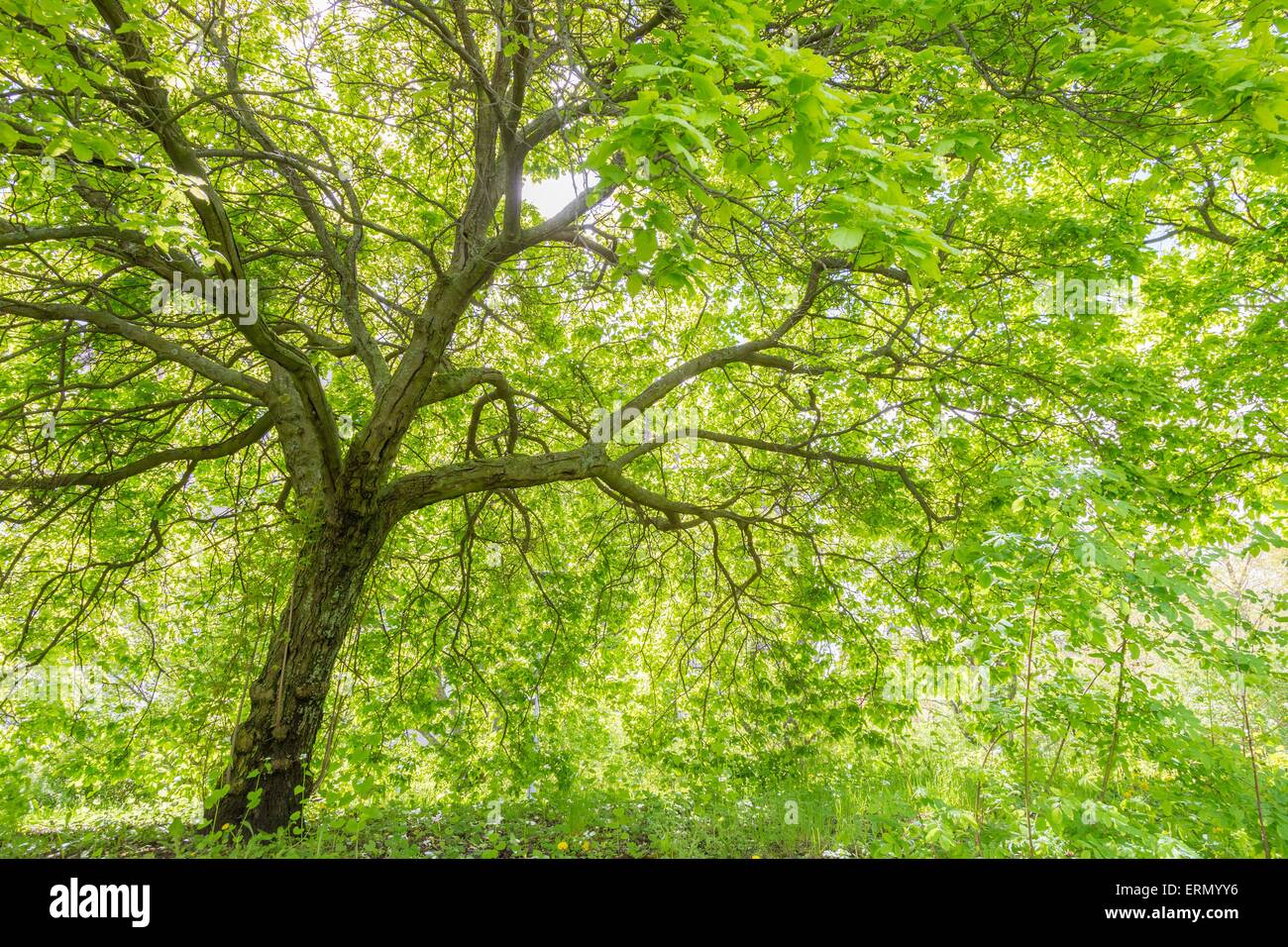 Massive oak tree hi-res stock photography and images - Alamy