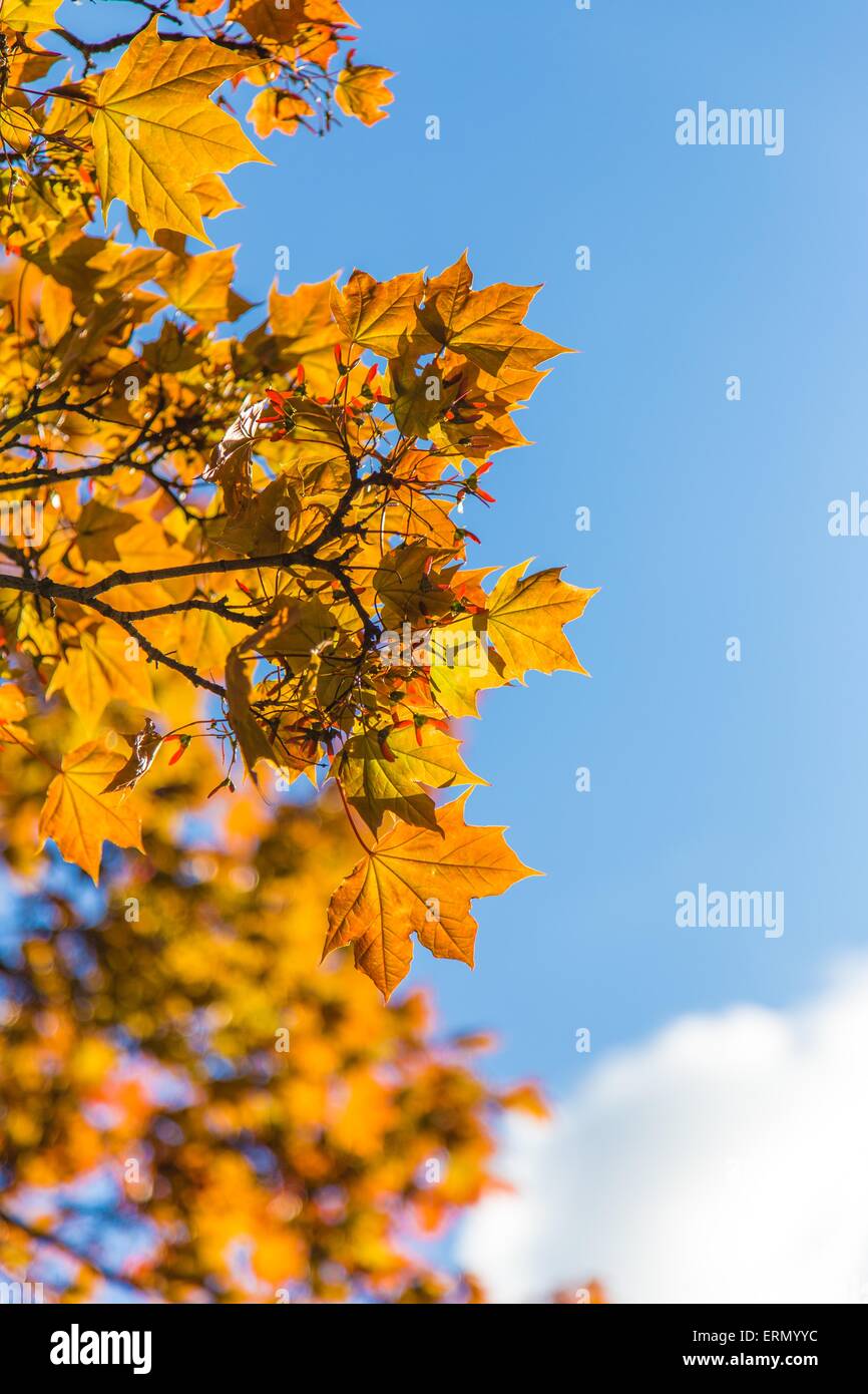 Reaching for fall hi-res stock photography and images - Alamy